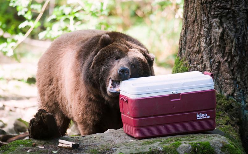 Learn About Bears at Northwest Trek | Travel + Outdoors | southsoundmag.com