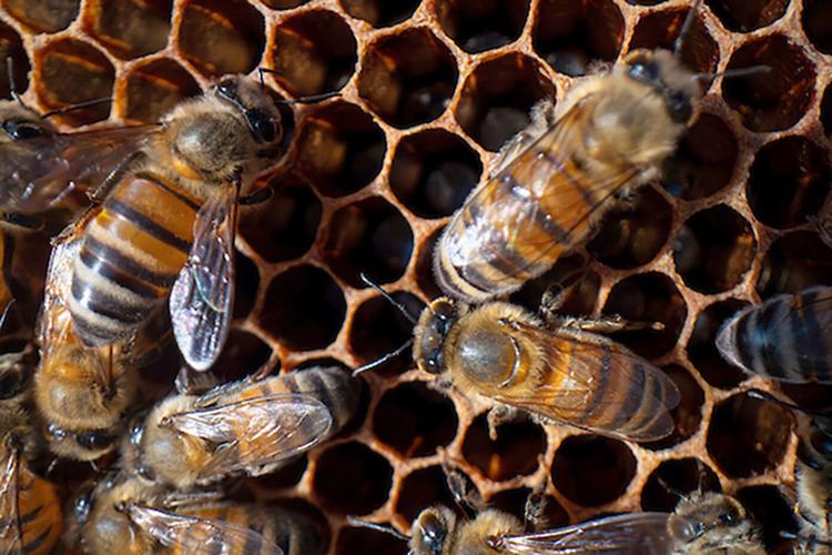 Backyard beekeeper training takes flight across Texas | Beeville Bee ...