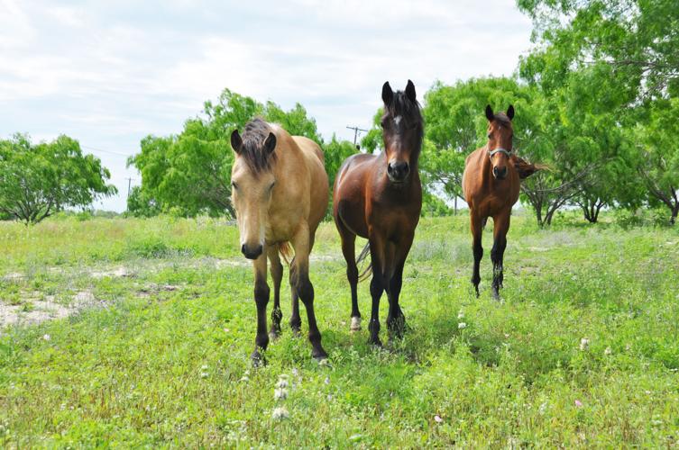 Fallen but not forgotten | Archives | southtexasnews.com