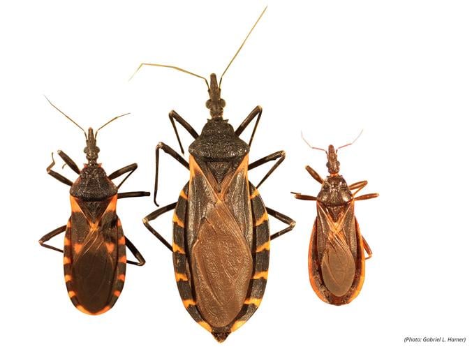 Bee County officials warn of screwworm risk, ‘kissing bugs’ in ...