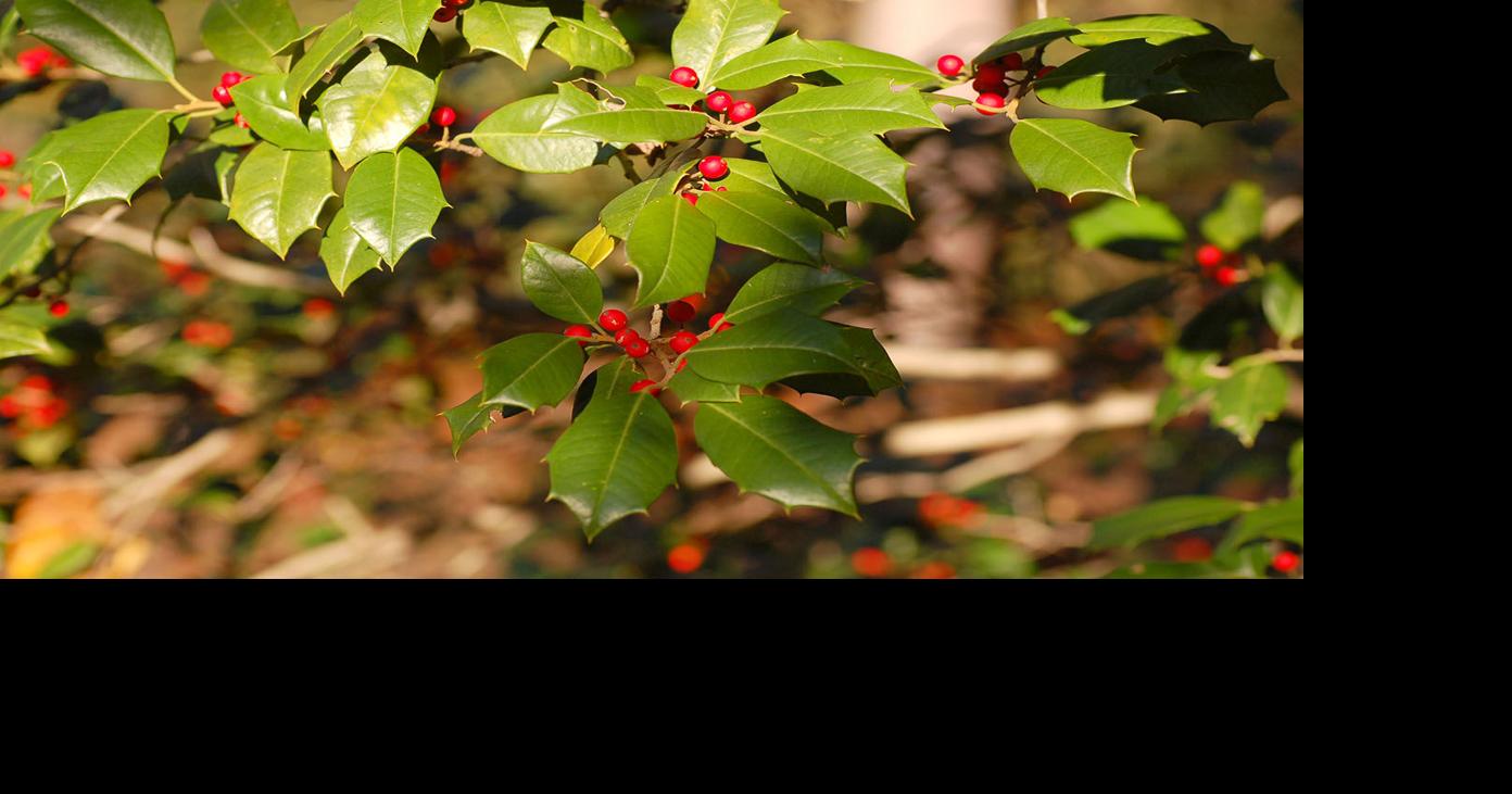 Deck the halls with boughs of holly | Beeville Bee-Picayune ...