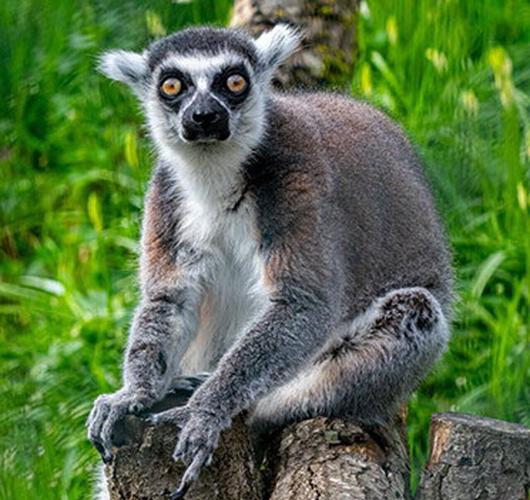 World’s oldest lemur living in captivity dies at age 39 ...
