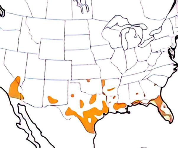 Brush Country Backyard: Moon lizards are geckos with charisma ...