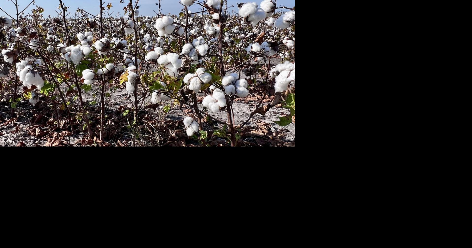 Cotton harvest results mixed throughout Refugio County | Refugio County ...