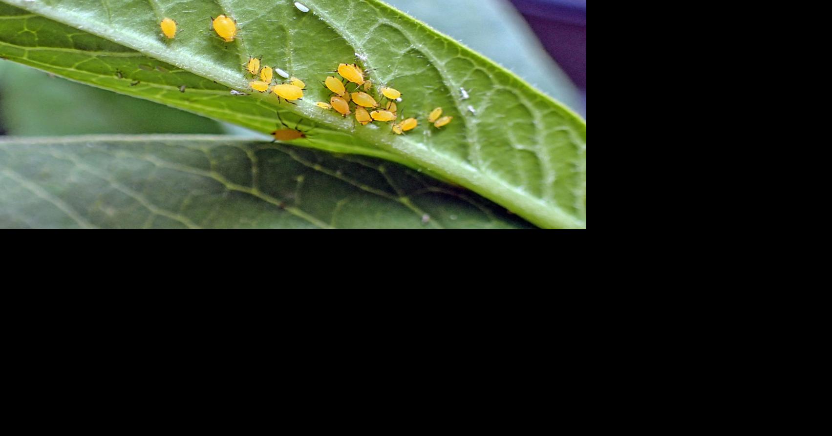 Orange aphids live their lives without males | Features ...
