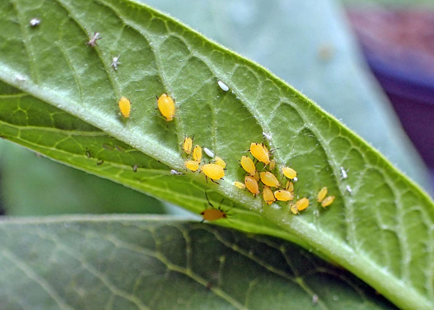 orange aphids
