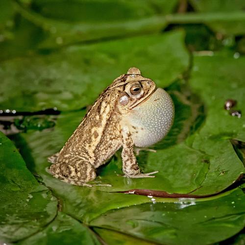 Toadzilla! A big toad has taken up residence on my deck | Beeville Bee ...