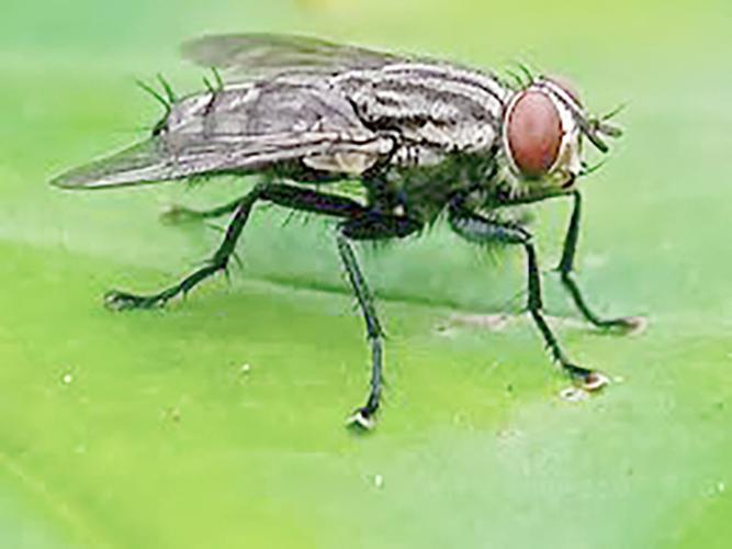 Bee County officials warn of screwworm risk, ‘kissing bugs’ in ...