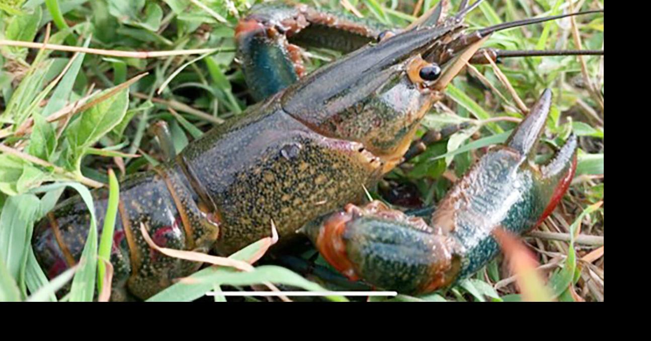 Invasive Australian Redclaw Crayfish present in Texas | News ...