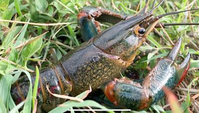 Invasive Australian Redclaw Crayfish present in Texas | News ...
