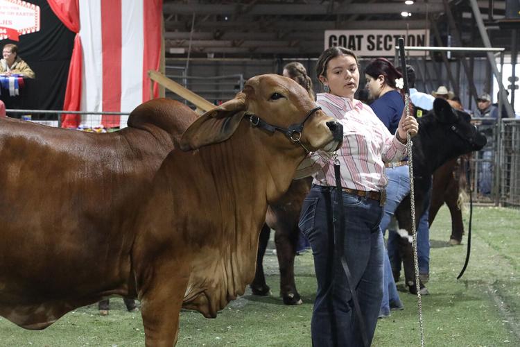 Heifer Show photo collection | | southtexasnews.com