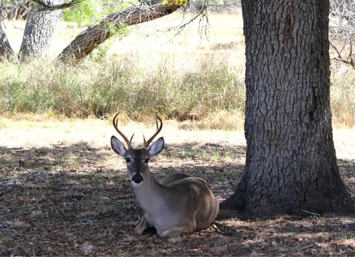 Choke Canyon’s 4th of July Scavenger Hunt returns with new clues and ...