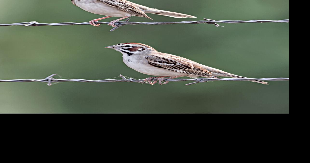 Lark Sparrows: Harlequins of the grasslands | Beeville Bee-Picayune | southtexasnews.com