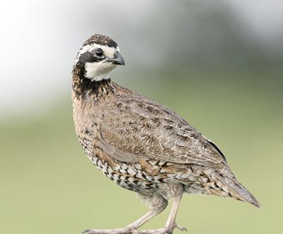 The Virginia Partridge: What is that? | Features | southtexasnews.com