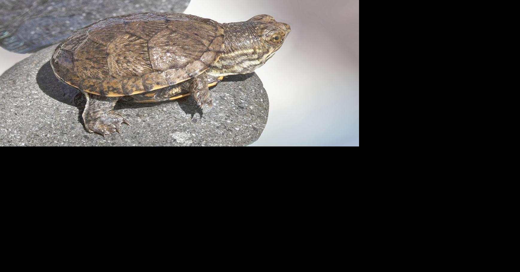 Tiny hatchling may be world’s smallest turtle | Features ...