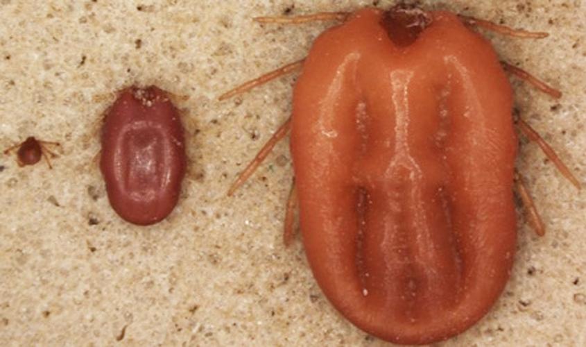 Cattle fever tick forum Thursday | News | southtexasnews.com