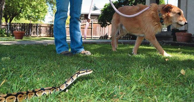 Snake-avoidance training for dogs on Oct. 14 in Goliad | Goliad Advance ...