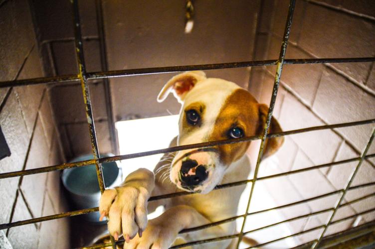 Fallen Horse Rescue founder lends hand to save Mathis’ other animals in ...