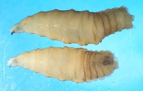 New World Screwworm arrives in South Texas: Ranchers and residents ...