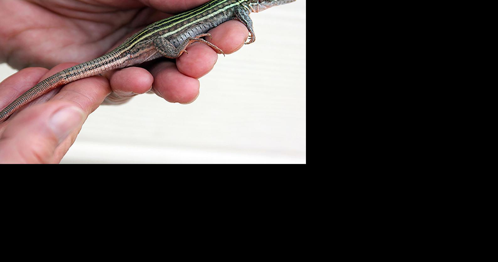 Those speedy, little lizards you see are spotted whiptails ...