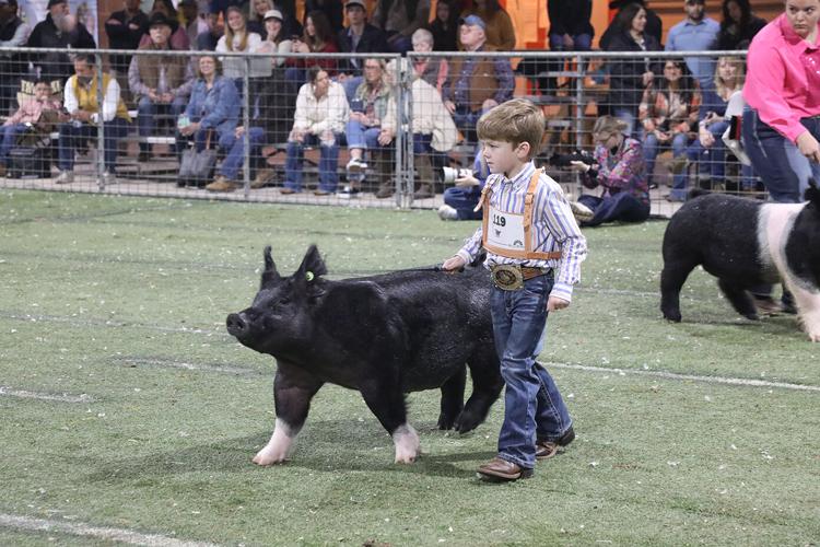 Hog Show photo collection | | southtexasnews.com