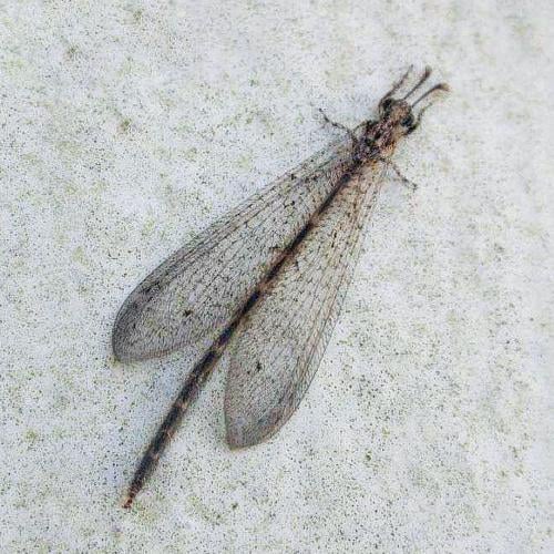 doodlebug antlion