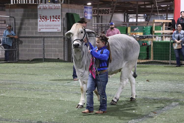 Heifer Show photo collection | | southtexasnews.com