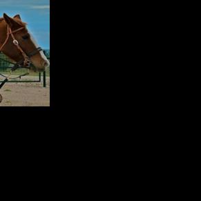 Doris Jaqueline Wheeler Naylor | The Progress | southtexasnews.com