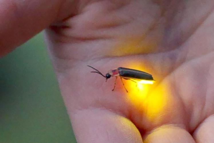Fireflies or lightning bugs? | Beeville Bee-Picayune | southtexasnews.com