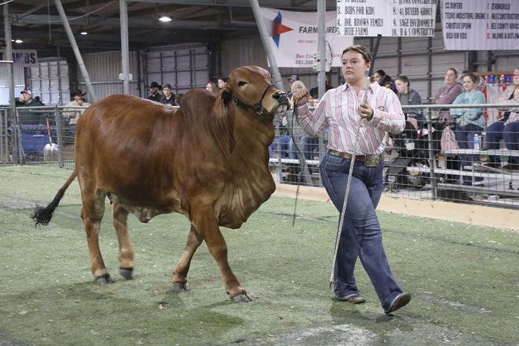 Heifer Show photo collection | | southtexasnews.com
