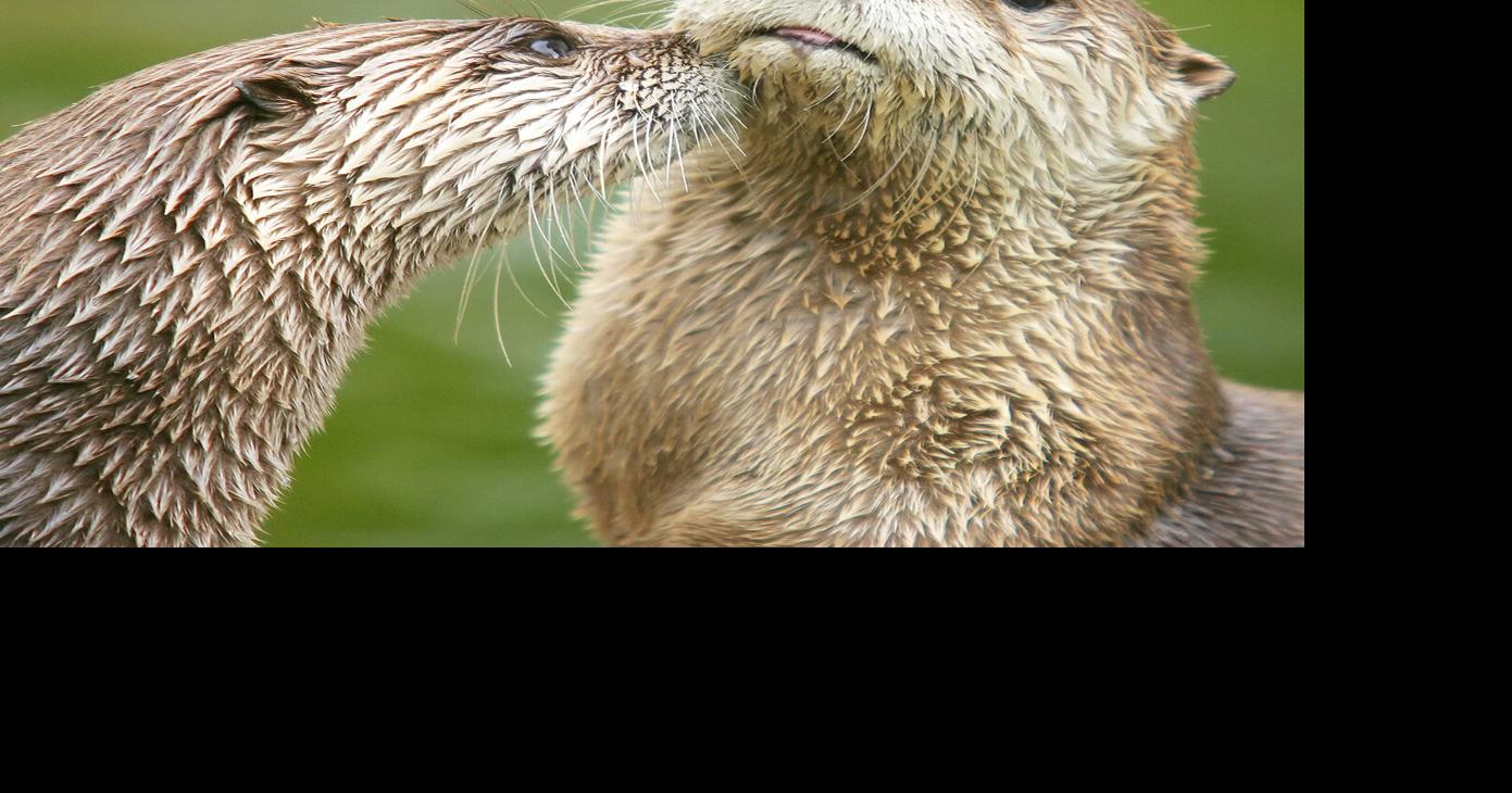 Sliding into Texas: River Otters are reclaiming their habitat ...