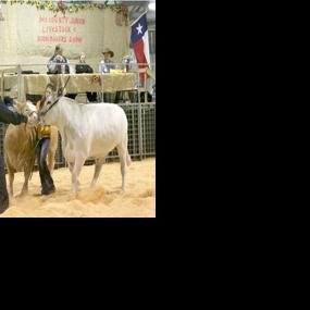 Hooves and horns | News | southtexasnews.com