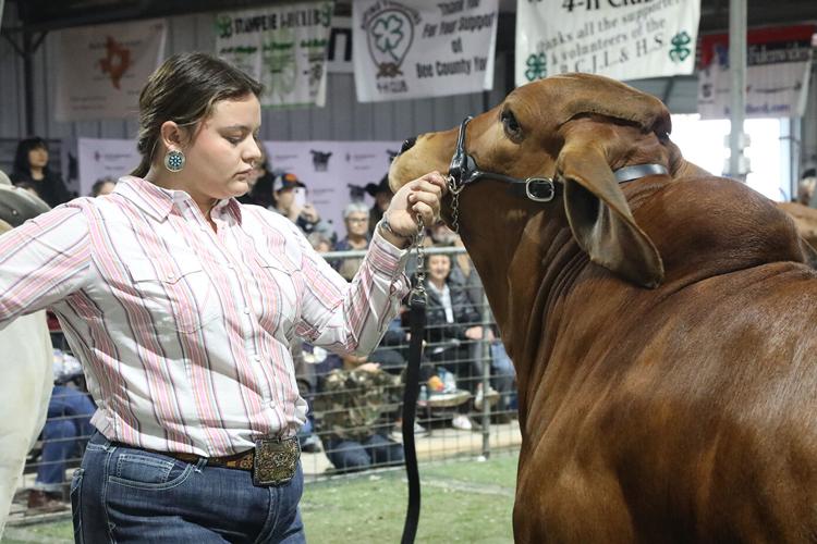 Heifer Show photo collection | | southtexasnews.com