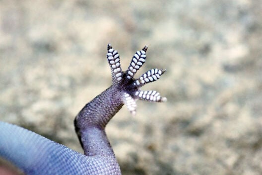 Moon lizards: creatures of the night | Entertainment & Society ...