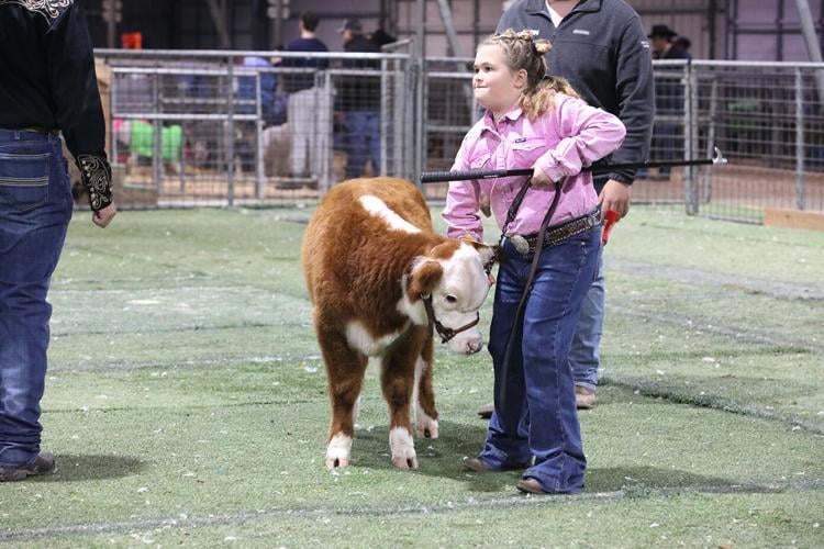 Heifer Show photo collection | | southtexasnews.com