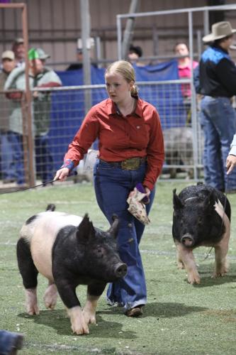 Hog Show photo collection | | southtexasnews.com