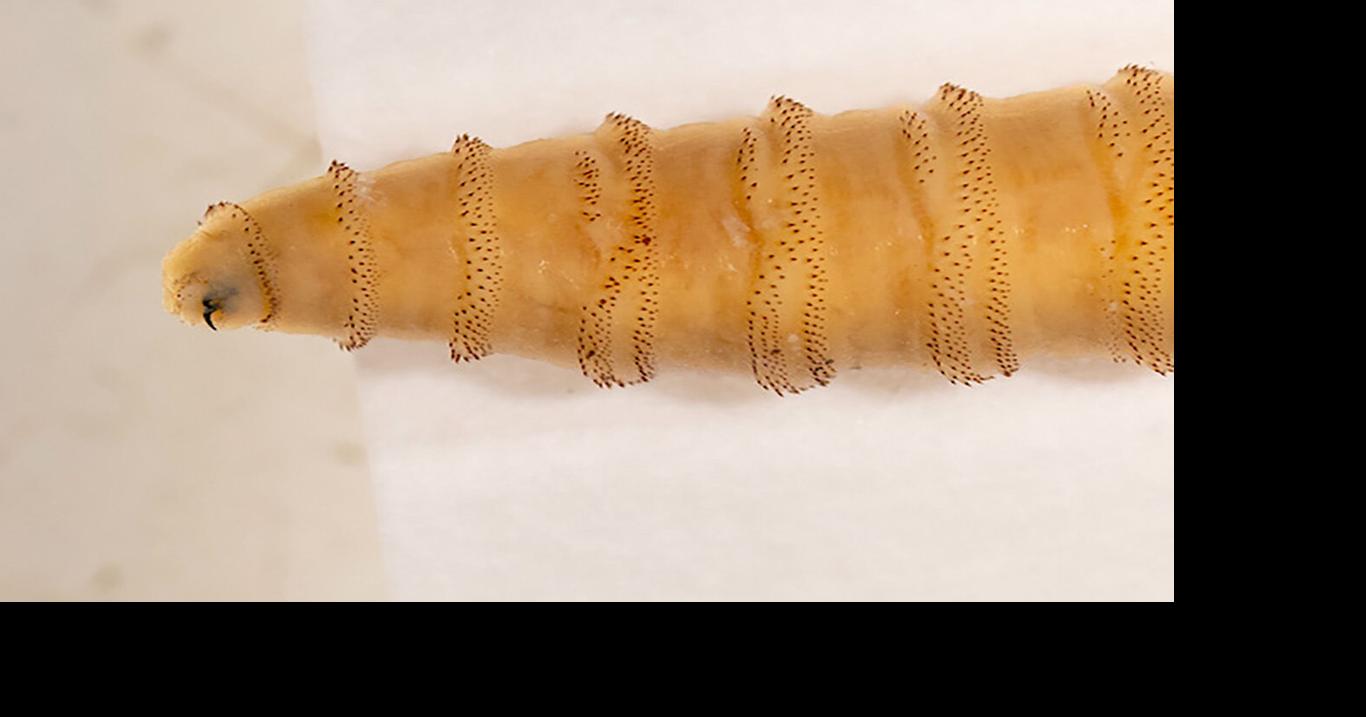 Bee County officials warn of screwworm risk, ‘kissing bugs’ in ...