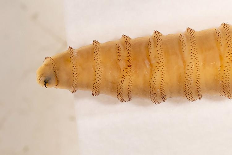 Bee County officials warn of screwworm risk, ‘kissing bugs’ in ...