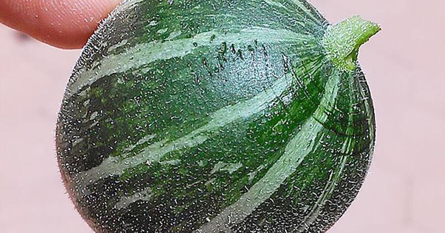 Brush Country Backyard: The Buffalo Gourd is a real stinker! | Beeville ...