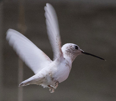 Not a ghost, white hummer haunts Tuleta yard | Features ...