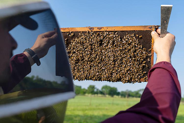 Backyard beekeeper training takes flight across Texas | Beeville Bee ...