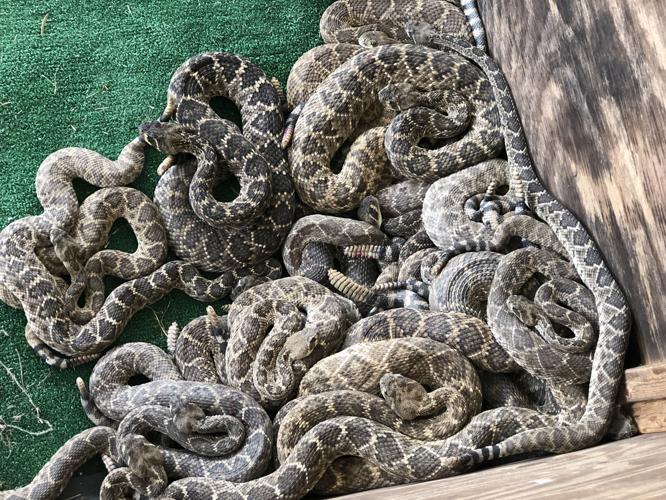 The snakes slithered, a winner was crowned at 47th rattlesnake races ...