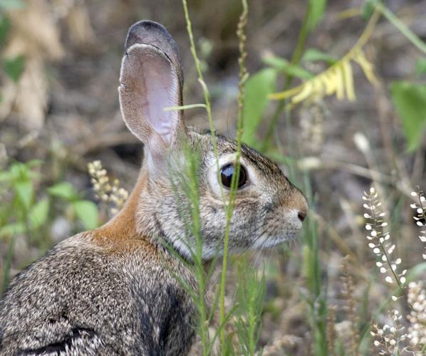 Bunnies and leverets and rabbits … oh, my! | Beeville Bee-Picayune ...