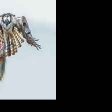 Beasley catches another photography award | News | southtexasnews.com