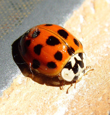 Ladybugs: the good, the bad, and the ugly | News | southtexasnews.com