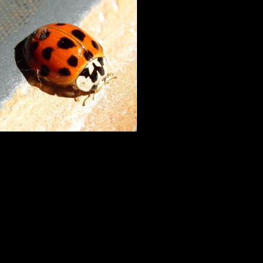 Ladybugs: the good, the bad, and the ugly | News | southtexasnews.com