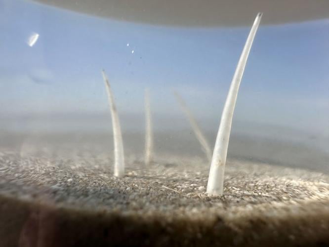 Beachcombing Report: Ivory tusk snail | Beeville Bee-Picayune ...