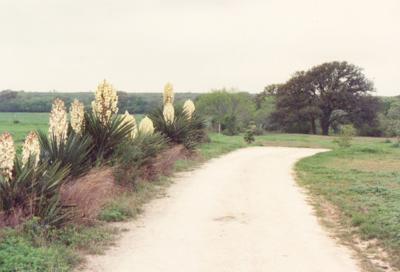 Following the old caliche road | Features | southtexasnews.com