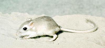 Native Kangaroo rats make homes in bare, sandy terrain | Features ...
