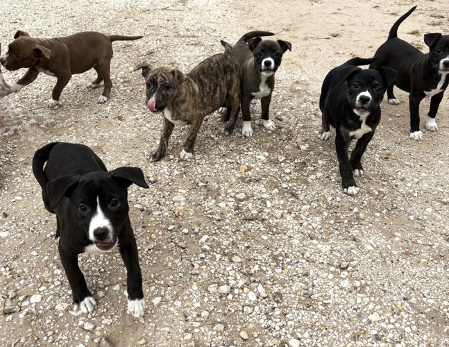 Meet the Little Rascals – Pets of the Week | The Progress ...